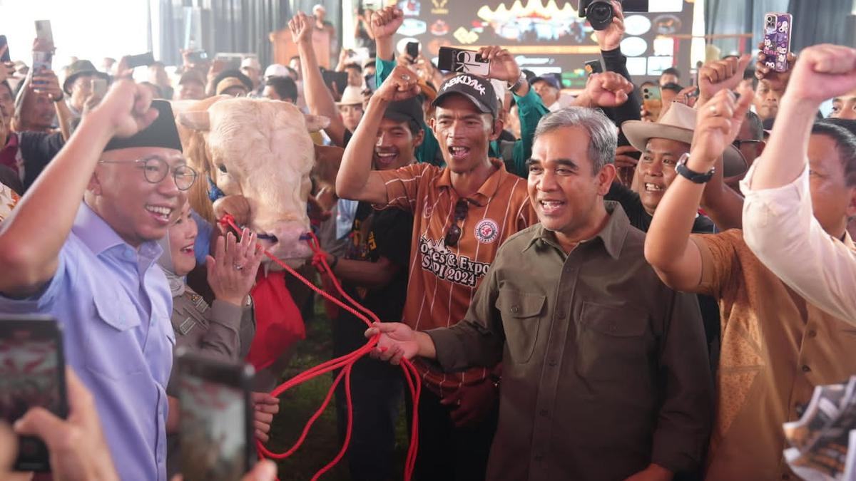 Muzani Lelang Sapi 1 Ton Lebih untuk Disumbangkan ke Korban Erupsi ...