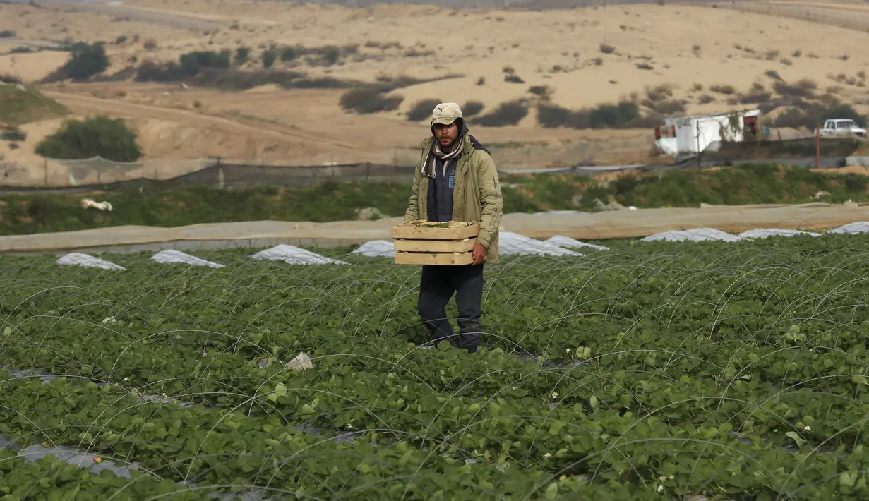FOTO: Petani Gaza Palestina Panen Stroberi - Foto Liputan6.com