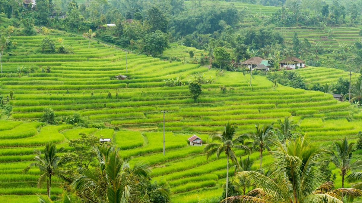 Arti Terasering beserta Jenis-jenisnya