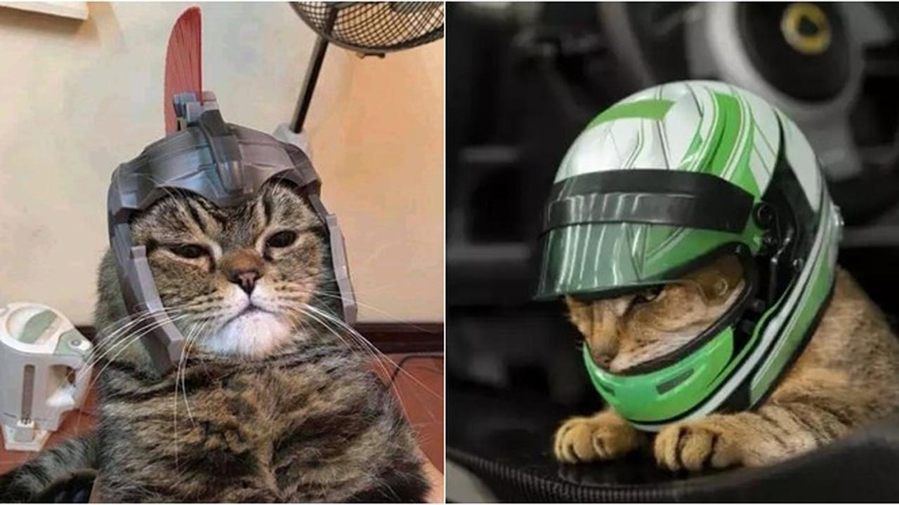 8 Potret Kucing Saat Pakai Helm Ini Bikin Geleng Kepala, Nyeleneh Tapi ...
