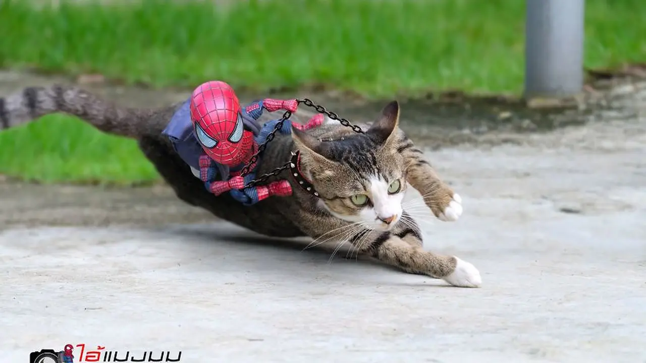 Seniman Ini Potret Boneka Spider-Man dengan Kucing, 7 Hasilnya Kocak ...