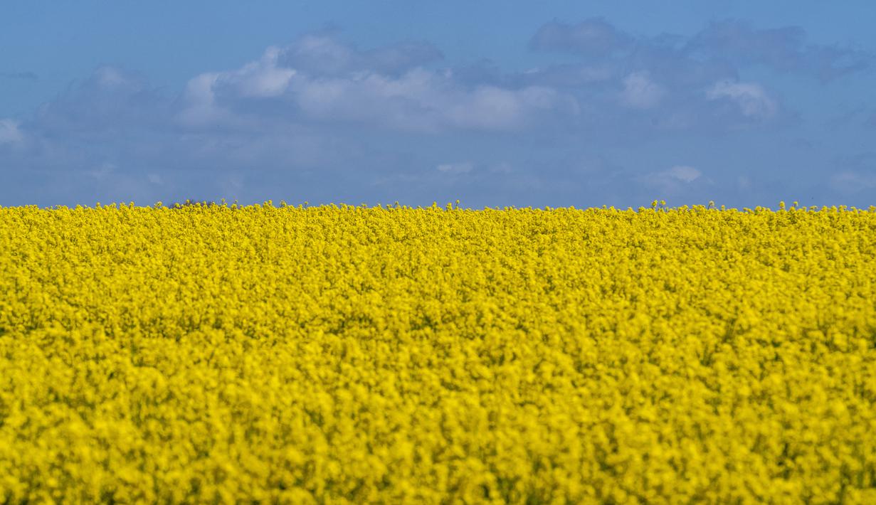 FOTO: Panorama Ladang Bunga Canola dan Langit Biru Bak Bendera Ukraina ...