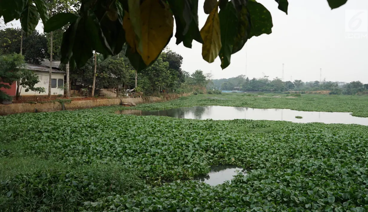 FOTO: Setu di Depok Jadi Lautan Eceng Gondok - Foto Liputan6.com