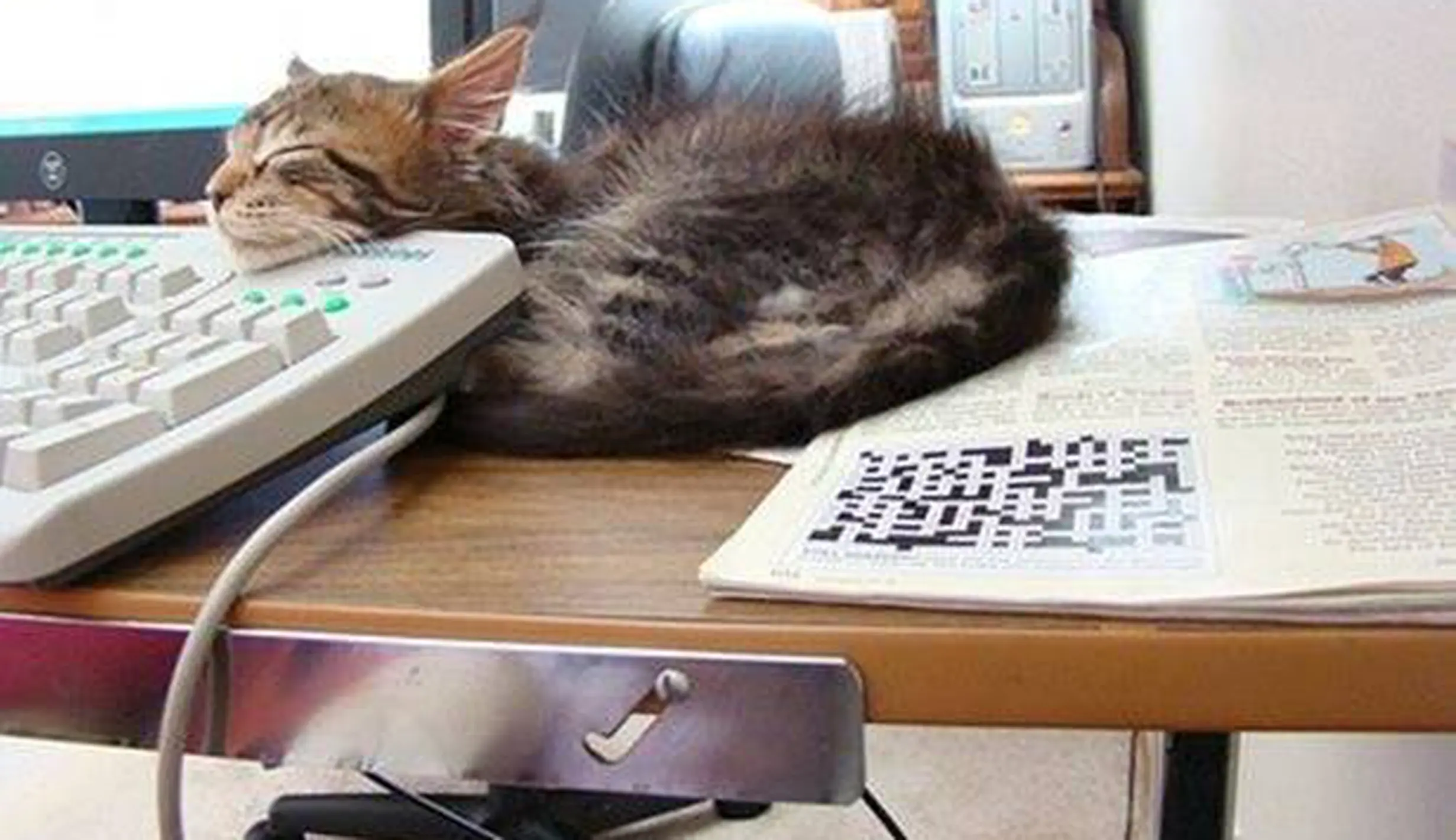 Aksi Imut Para Kucing Yang "Lembur" di Depan Komputer - Photo Fimela.com