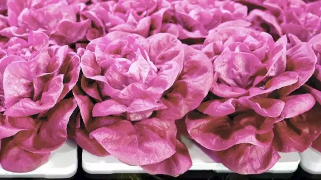 9 Manfaat Daun Selada Merah untuk Kesehatan, BisaTurunkan Tekanan Darah ...