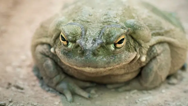 Jenis Kodok Beracun Ini Dijilat Untuk Jadi Narkoba Gratis, Bikin Geleng ...