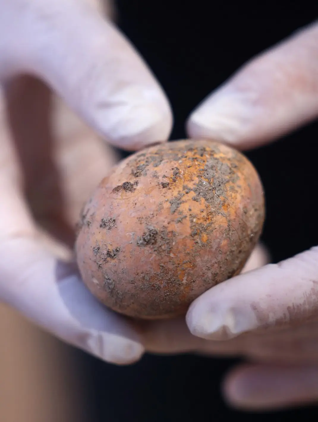 FOTO: Telur Ayam Berusia 1.000 Tahun Ditemukan di Israel - Foto ...