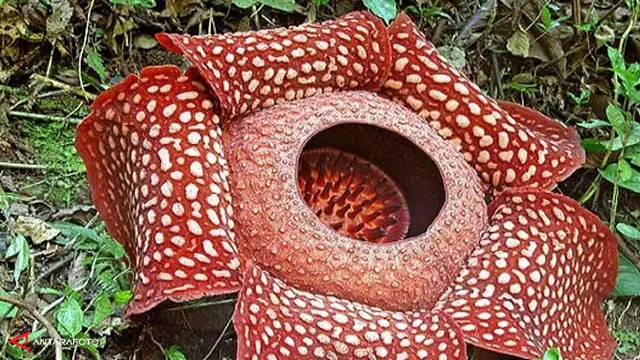 Kado Awal Tahun, Bunga Rafflesia Mekar di Kebun Raya Bogor - News ...