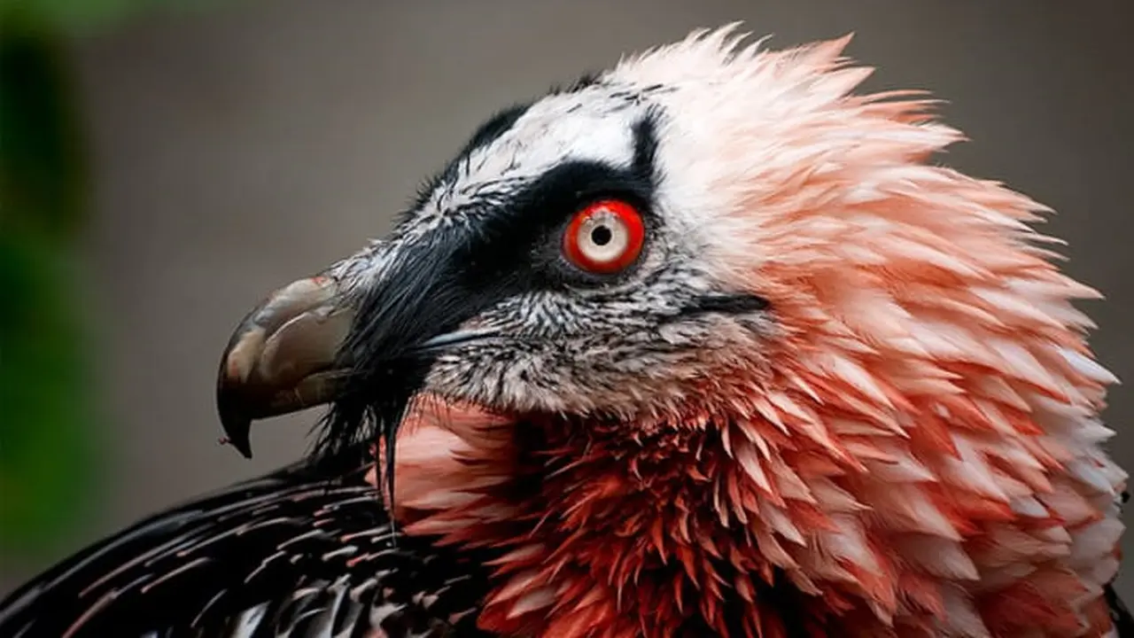5 Fakta Bearded Vulture, Burung Bangkai Pemakan Tulang Terbesar di ...