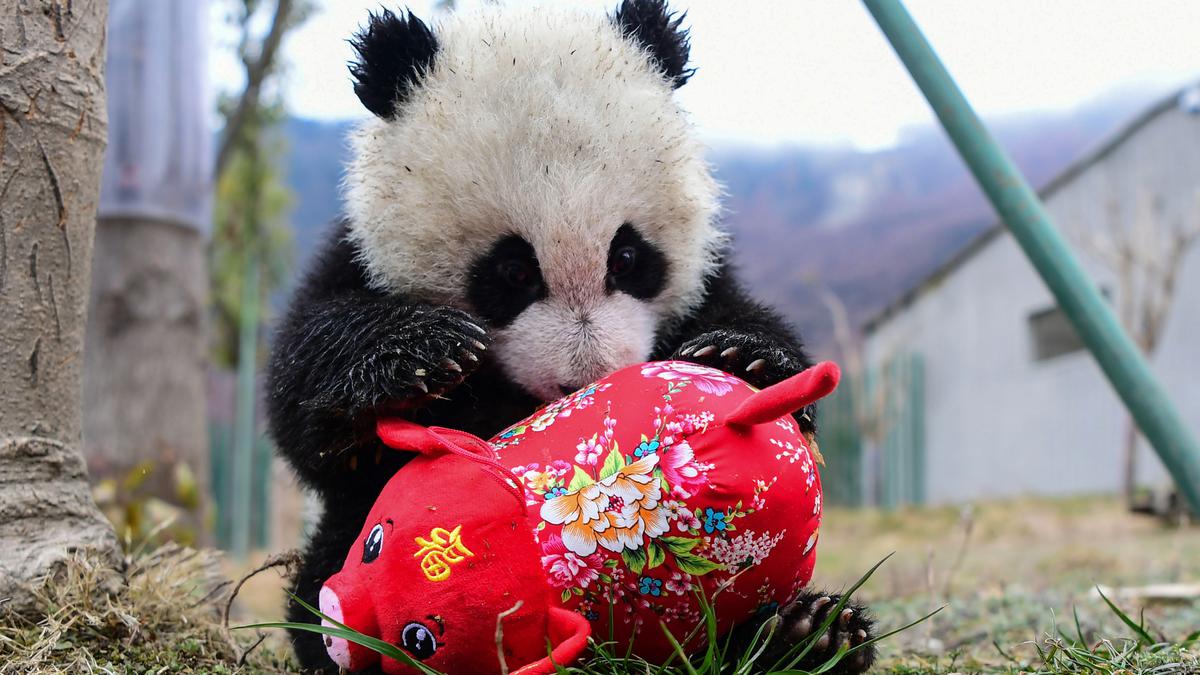 Panda hingga Ping-Pong, Ini 4 Kisah Diplomasi Unik Sejumlah Negara ...