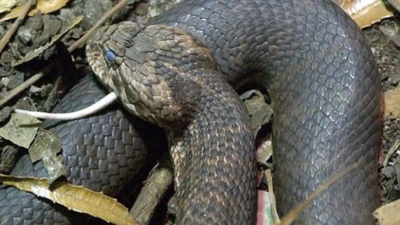 10 Ular Paling Berbisa di Muka Bumi - Citizen6 Liputan6.com