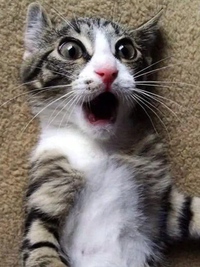 10 Potret Ekspresi Lucu Kucing saat Kaget Ini Bikin Gemas - Hot ...