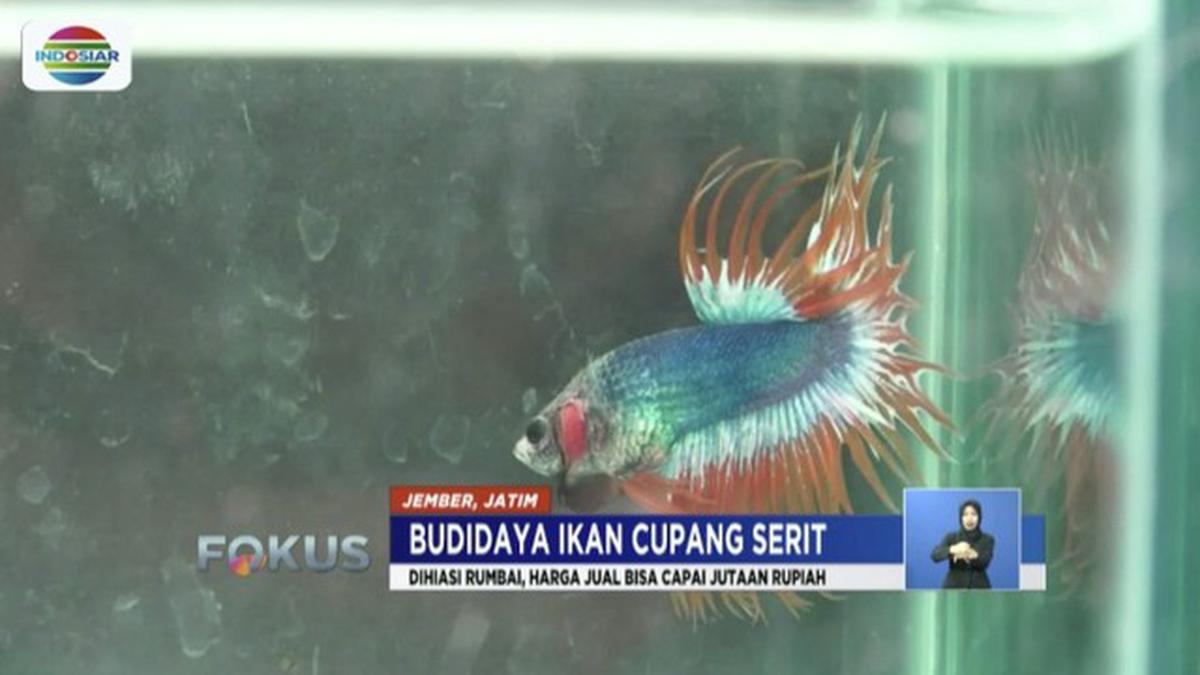 Perjodohan Ikan Cupang Serit Pendulang Rupiah - News Liputan6.com