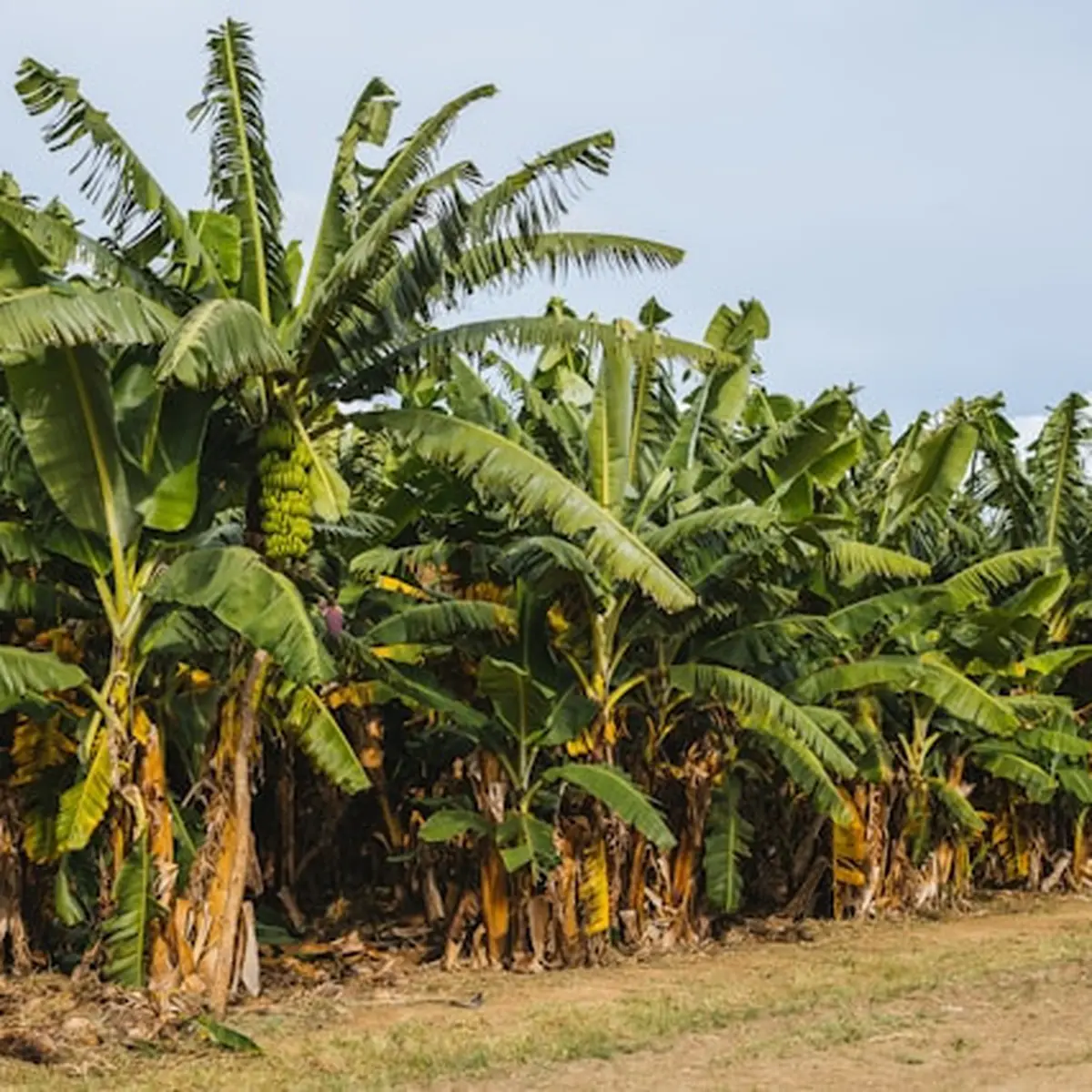 Batang Pohon Pisang