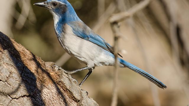 9 Burung Tercerdas di Dunia, Ada yang Suka Mencuri Perhiasan