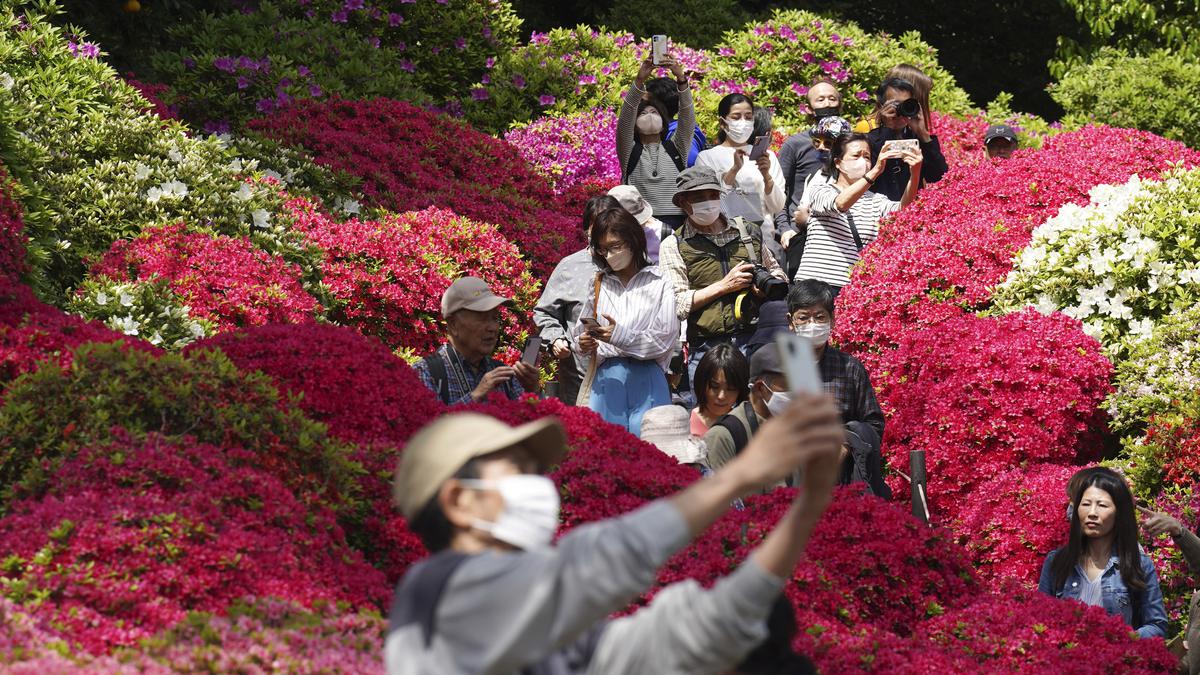 Lihat Keindahan Bunga Azalea di Kuil Nezu Shrine Tokyo - Foto Liputan6.com