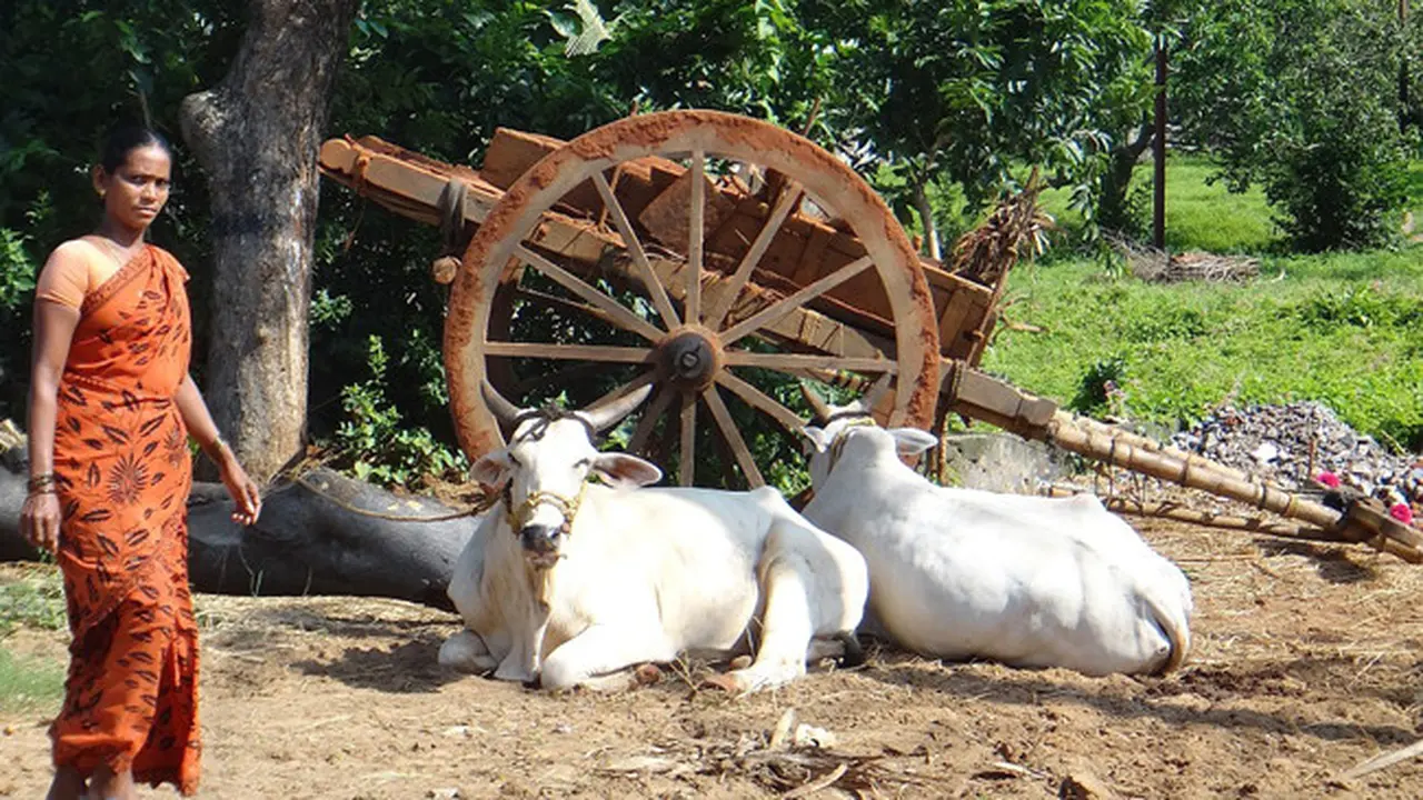 Viral Video Sapi Ikut Bermain Sepak Bola Ini Kocak Banget - Hot ...