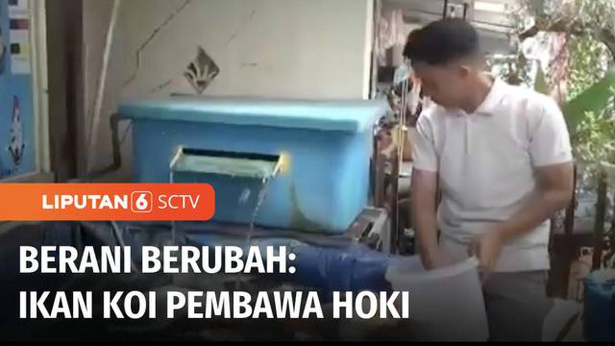 VIDEO: Berani Berubah: Ikan Koi Pembawa Hoki - TV Liputan6.com