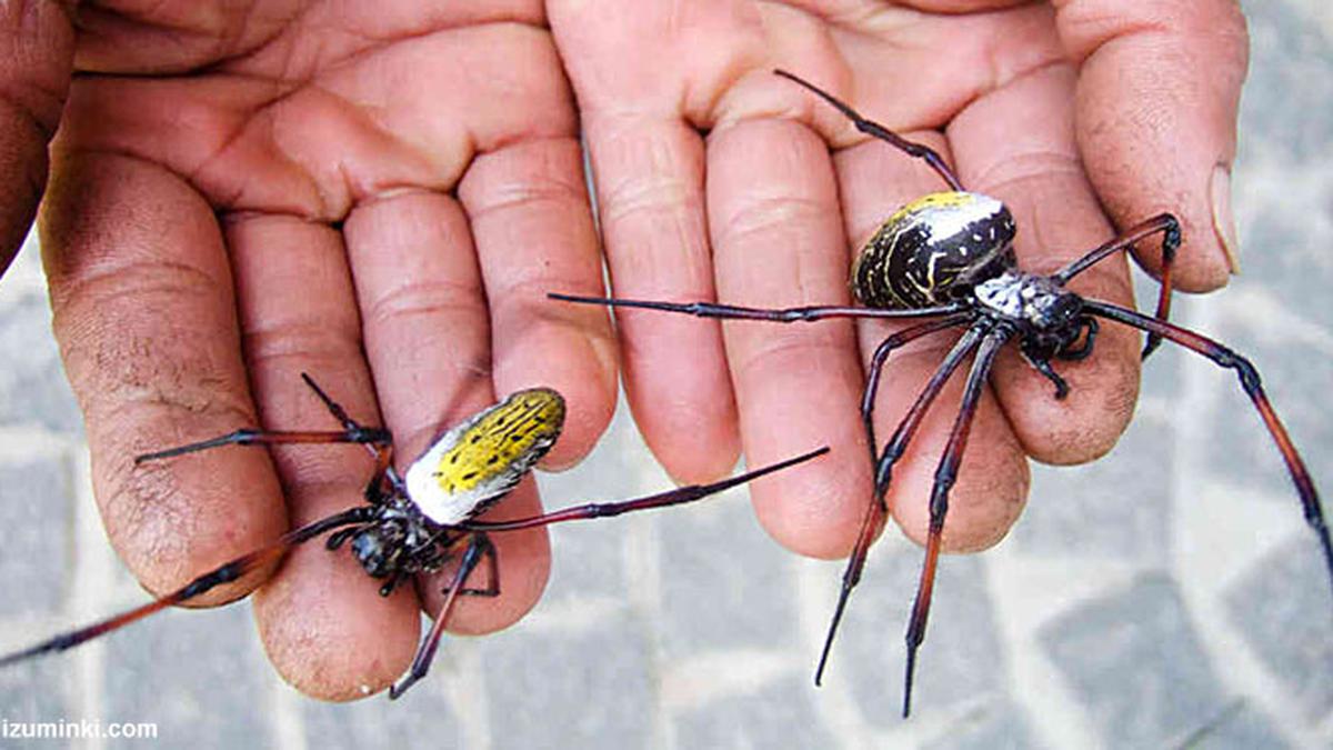 Setelah Kena Gigitan Laba-laba John Alami Penyakit Aneh - Health ...