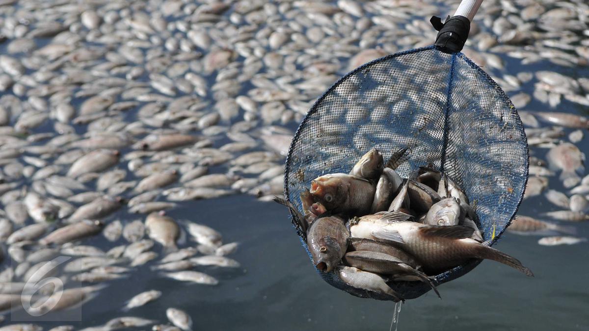Polisi Selidiki Ribuan Ikan Mati di Setu Wanaherang Bogor - News Liputan6.com