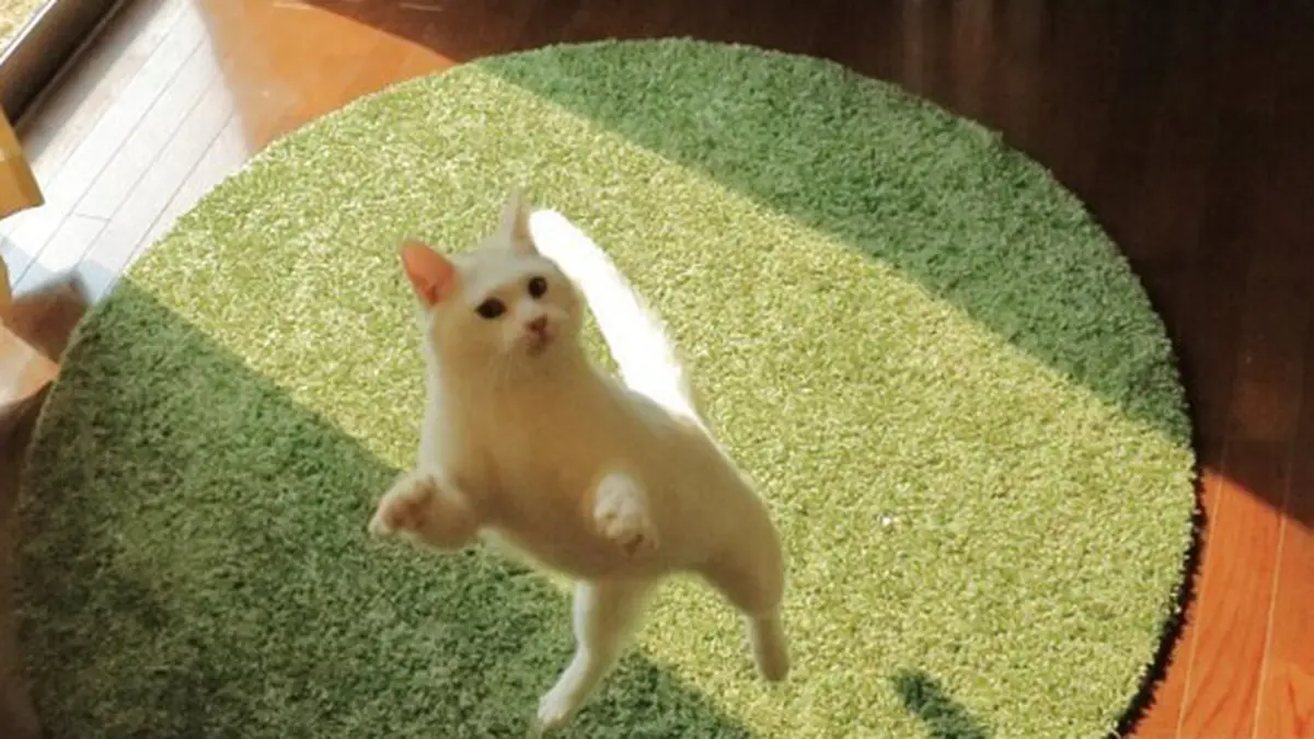 Jago Balet: Kucing Gembul Ini Benar-Benar Bikin Gemas - Photo Fimela.com