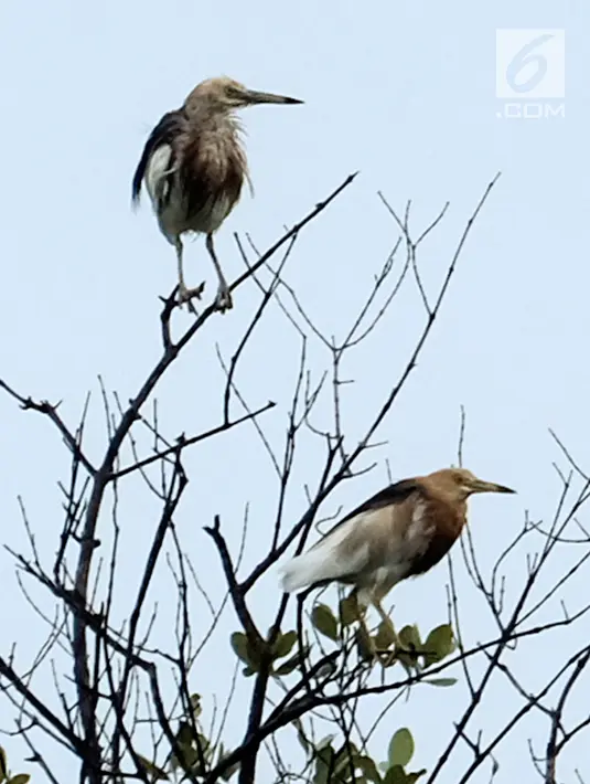 FOTO: Serunya Memantau Burung di Hutan Lindung Angke Kapuk - Foto ...