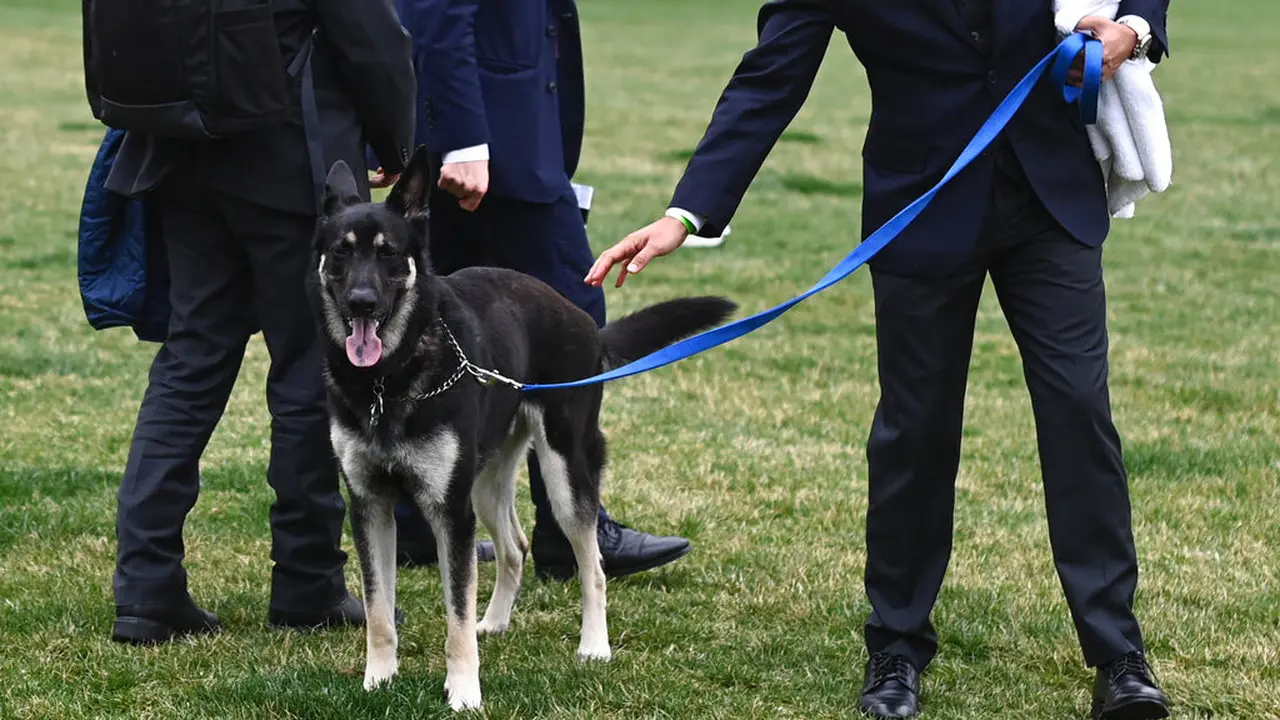 Catat Ya, Muslim Boleh Memelihara Anjing untuk Keperluan-Keperluan Ini ...