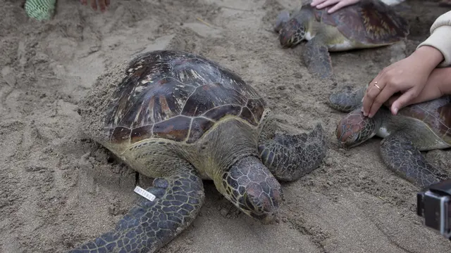 Perubahan Iklim Mengancam Populasi Penyu di Indonesia yang Kian Langka ...
