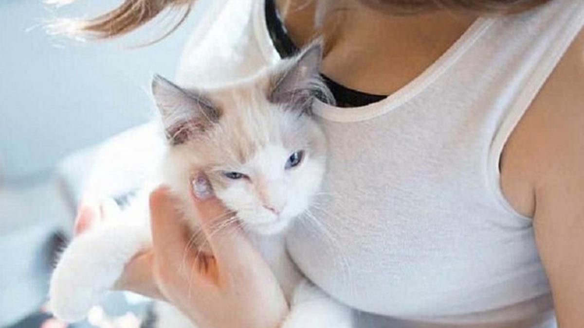 Painyan, Dokumentasikan Kucing dan Payudara Wanita, Hasilnya ...