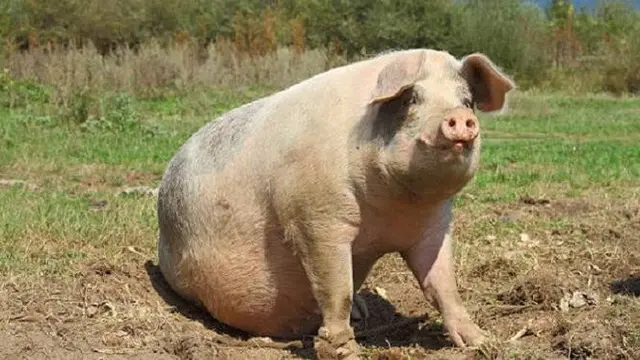 Babi hingga Kuda, Ini 5 Hewan yang Diyakini Membawa Keberuntungan ...