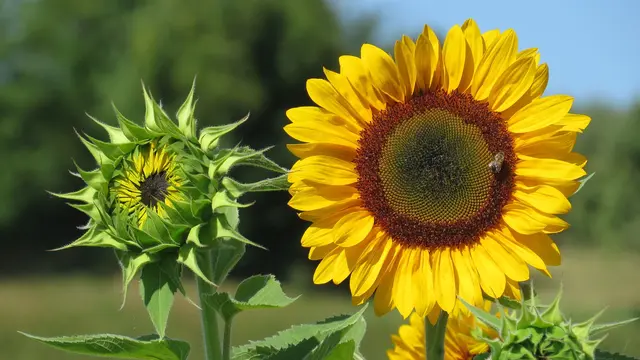 Ciri Khusus Bunga Matahari, Selalu Ikuti Arah Cahaya Matahari - Hot ...