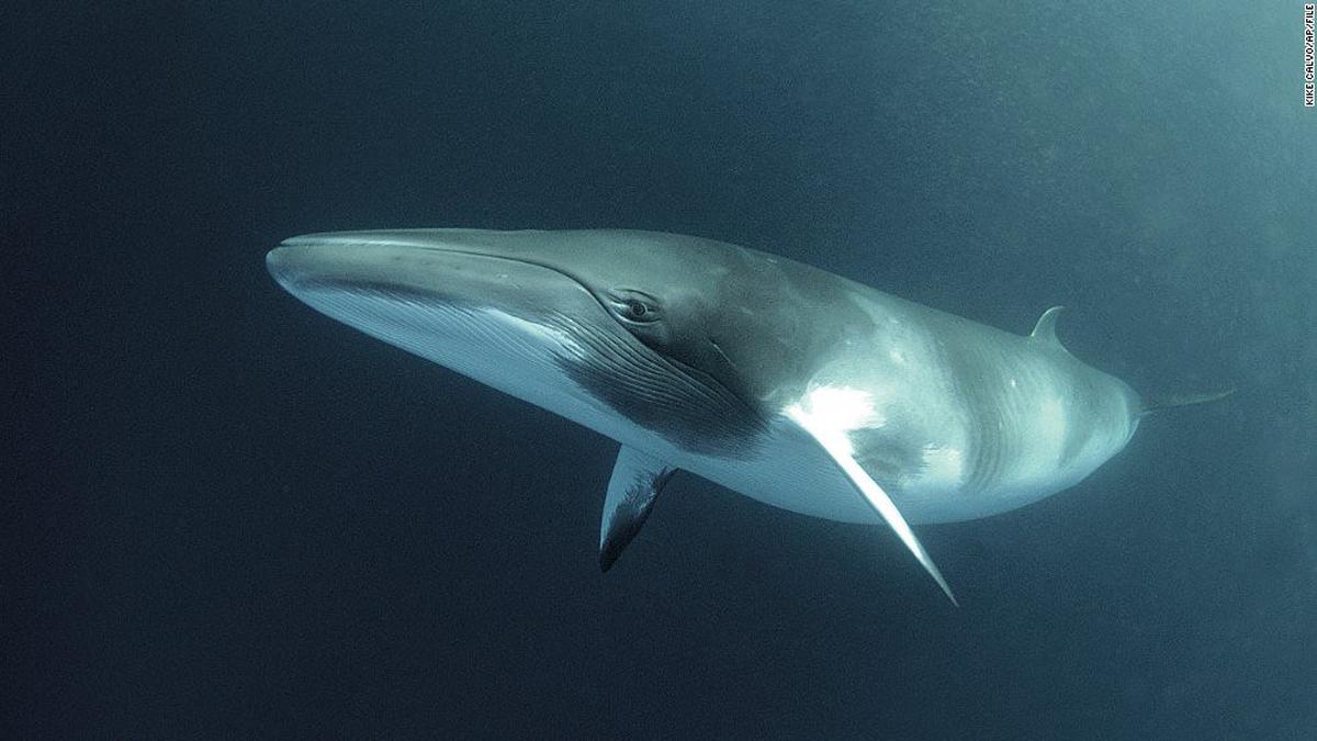 Minke Whales: A Complete Profile and Tragic Death Incident in New ...