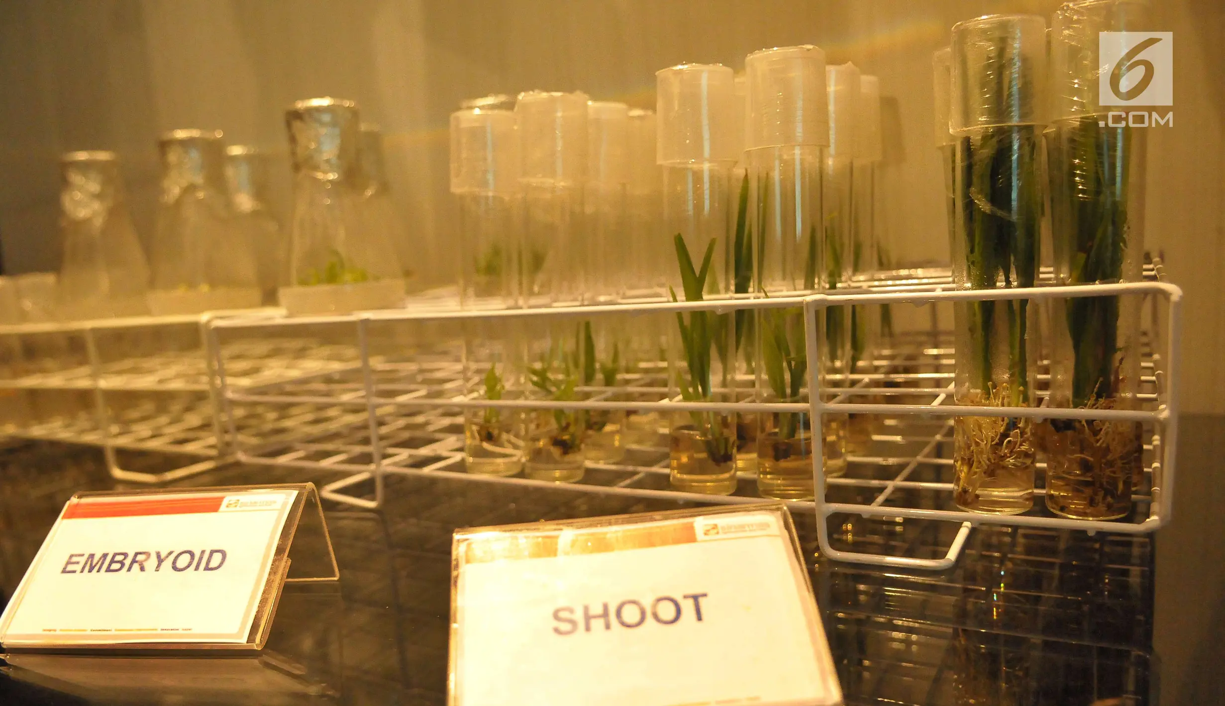 Temuan Bibit Baru Siap Tingkatkan Produktivitas Minyak Kelapa Sawit ...