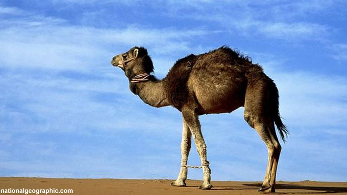 Unta Bisa Tularkan Virus MERS - Health Liputan6.com