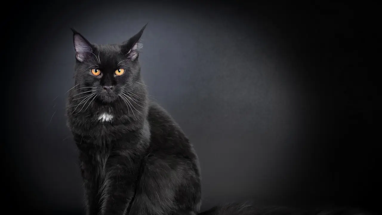 Jarang Dilirik, 5 Ras Kucing Berbulu Hitam ini Cocok Jadi Hewan ...