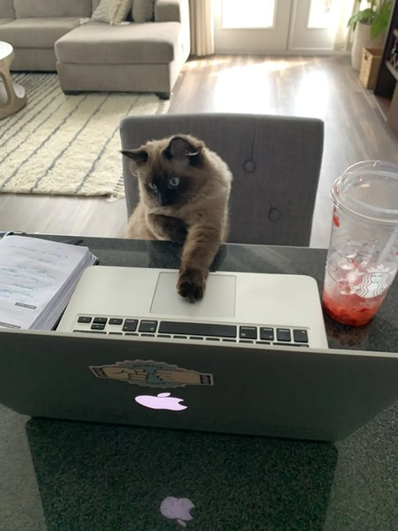 6 Aksi Kucing Bak Teknisi IT Ini Lucu Banget, Serius Depan Komputer ...