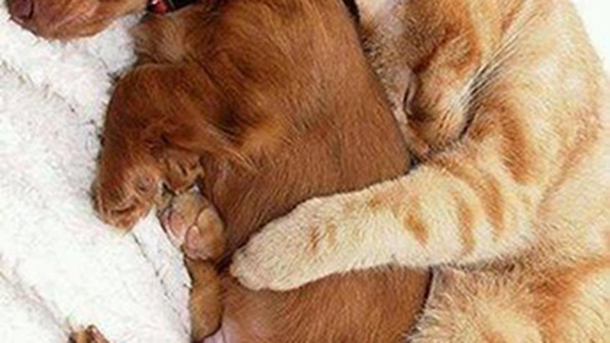 Persahabatan Sejati Anjing Dan Kucing Bikin Kamu Gemas - Photo Fimela.com