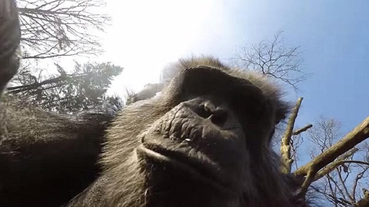 Syuting Film Dokumenter, Drone ini Malah Dirusak Simpanse - Tekno ...