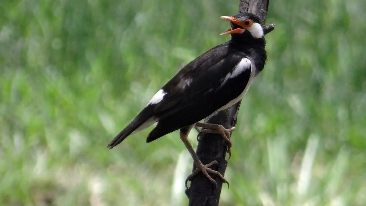 8 Jenis Burung yang Mahal dan Mudah Diternakkan, Jadi Lahan Bisnis ...