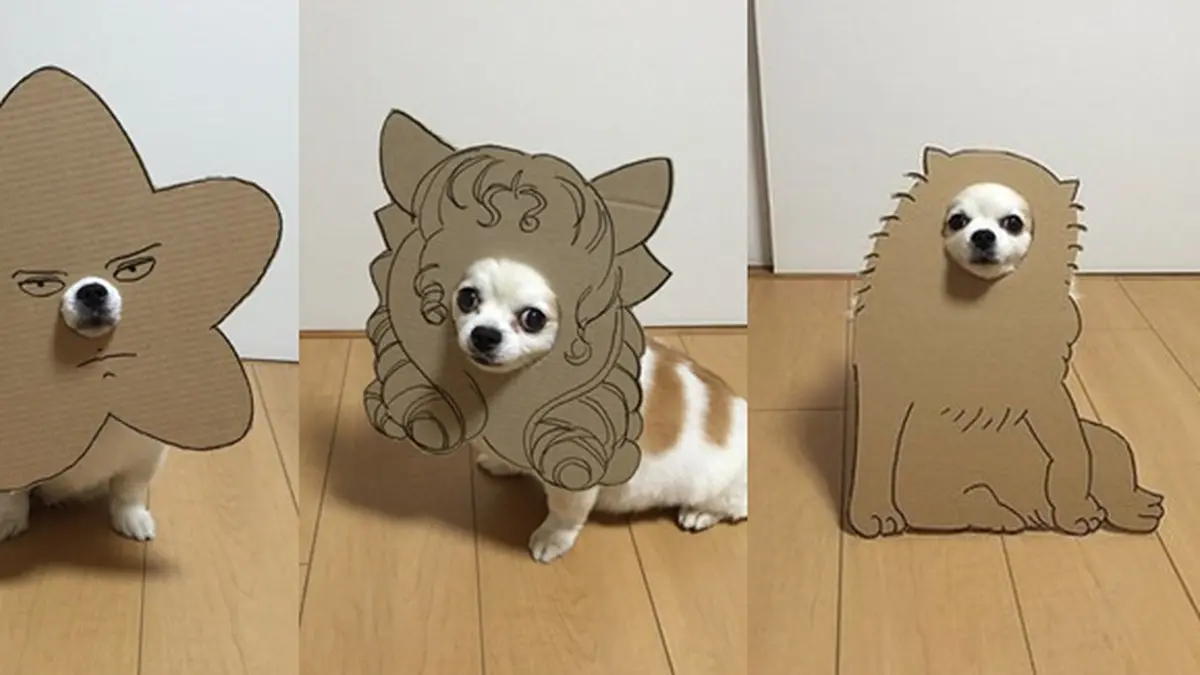 Terlihat Bahagia, Anjing Ini Dibuatkan Beragam Topeng Kardus Lucu ...