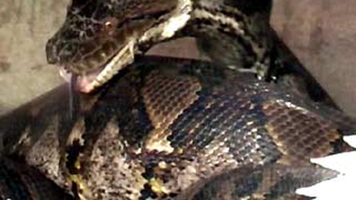 Dua Ular Piton Jadi Tontonan Warga - News Liputan6.com