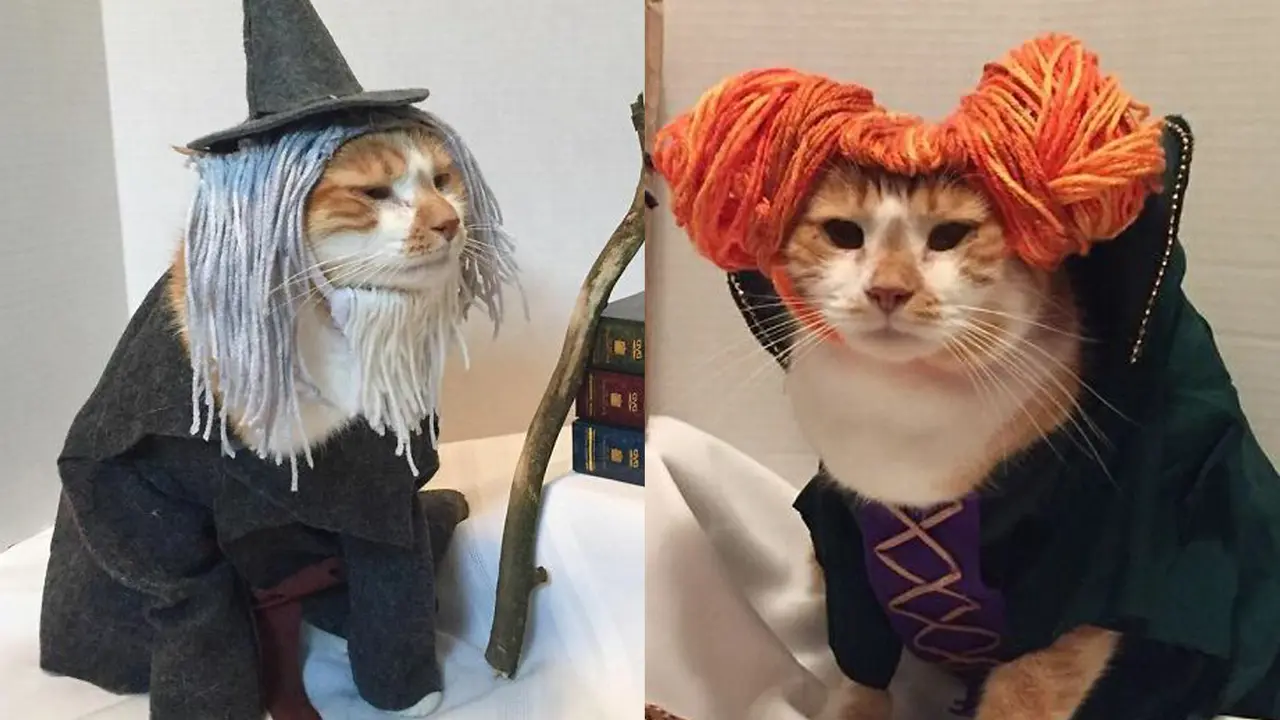 10 Potret Kucing Cosplay Jadi Ikon Sastra dan Film, Bikin Gemas ...