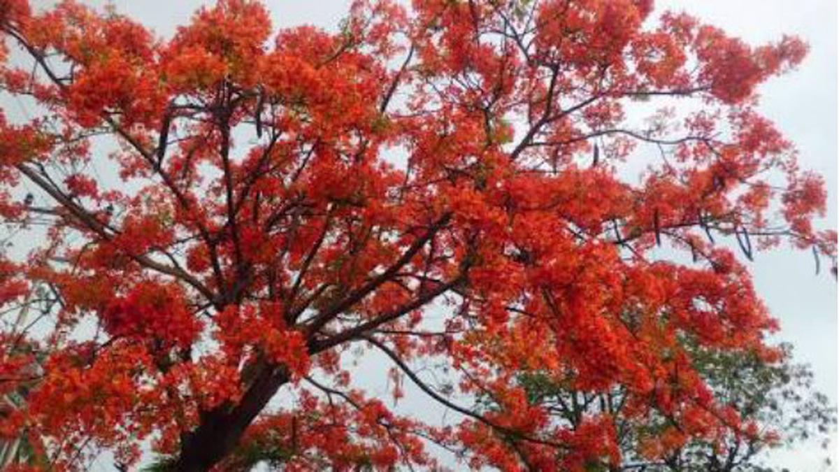 Indahnya Bunga Sepe Sambut Pagi di Bulan Desember - Regional Liputan6.com