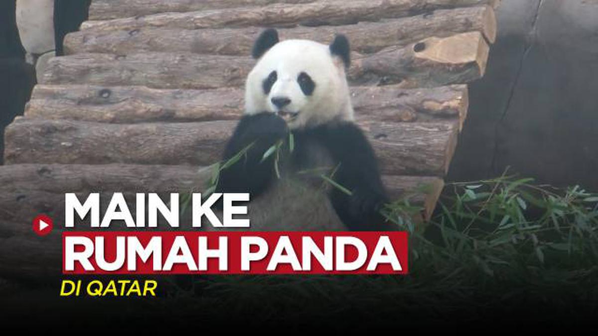 VIDEO: Berkunjung ke Rumah Panda, Opsi Liburan di Qatar Selama Piala ...