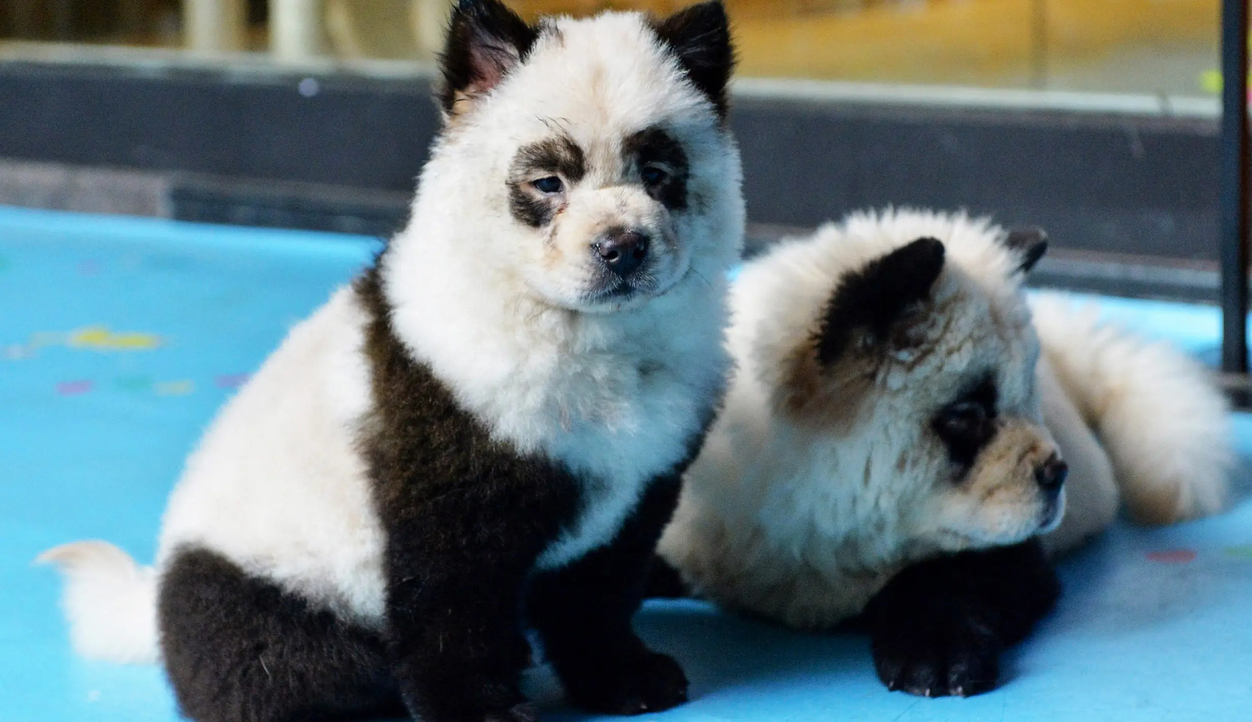 FOTO: Kafe Ini Mengecat Anjing Mirip Panda - Foto Liputan6.com