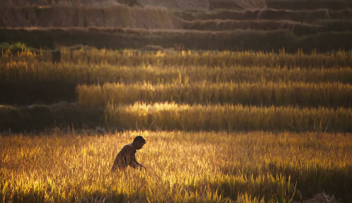 FOTO: Melihat Aktivitas Petani Nepal Memanen Padi - Foto Liputan6.com