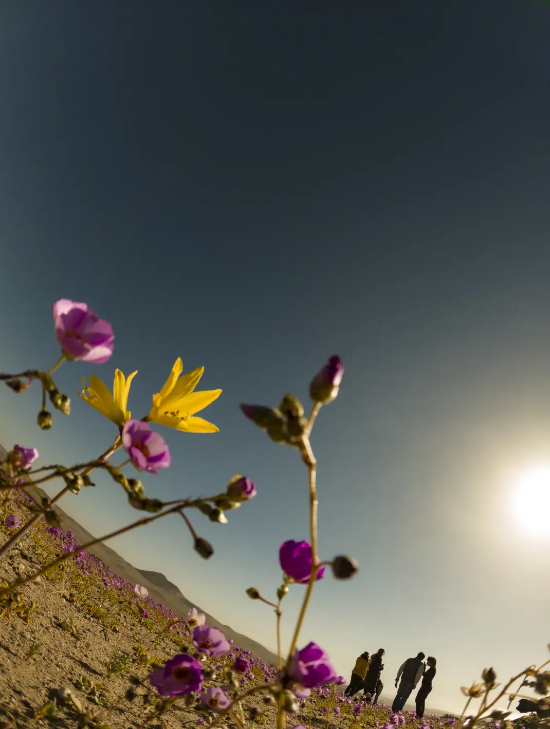 FOTO: Potret Bunga Bermekaran di Gurun Terkering di Dunia - Foto ...