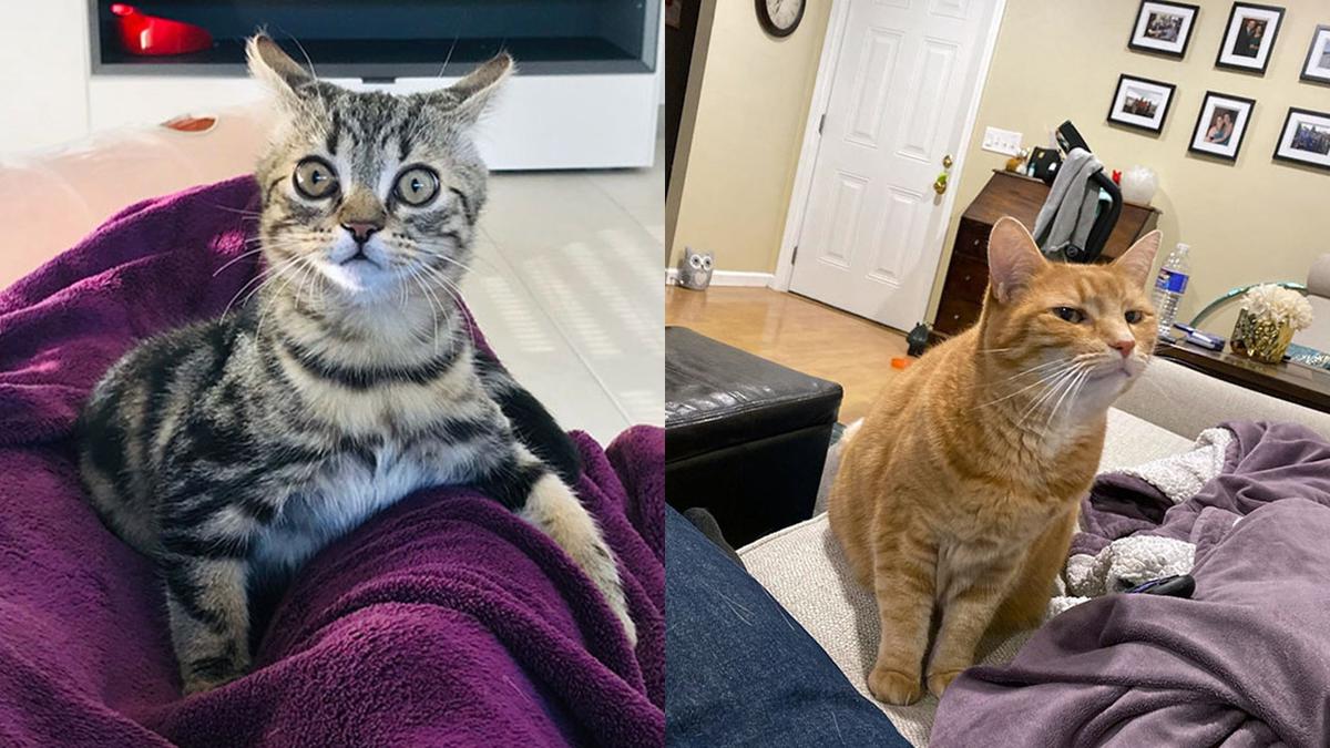 6 Potret Ekspresi Kucing Bertemu Hal Baru Ini Bikin Gemas, Ekspresinya Lucu