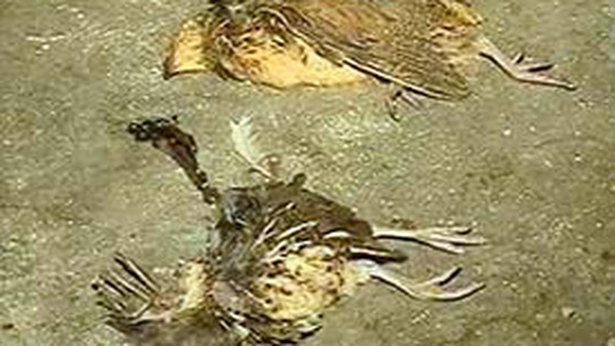 Ribuan Ekor Burung Puyuh Mati Mendadak - News Liputan6.com