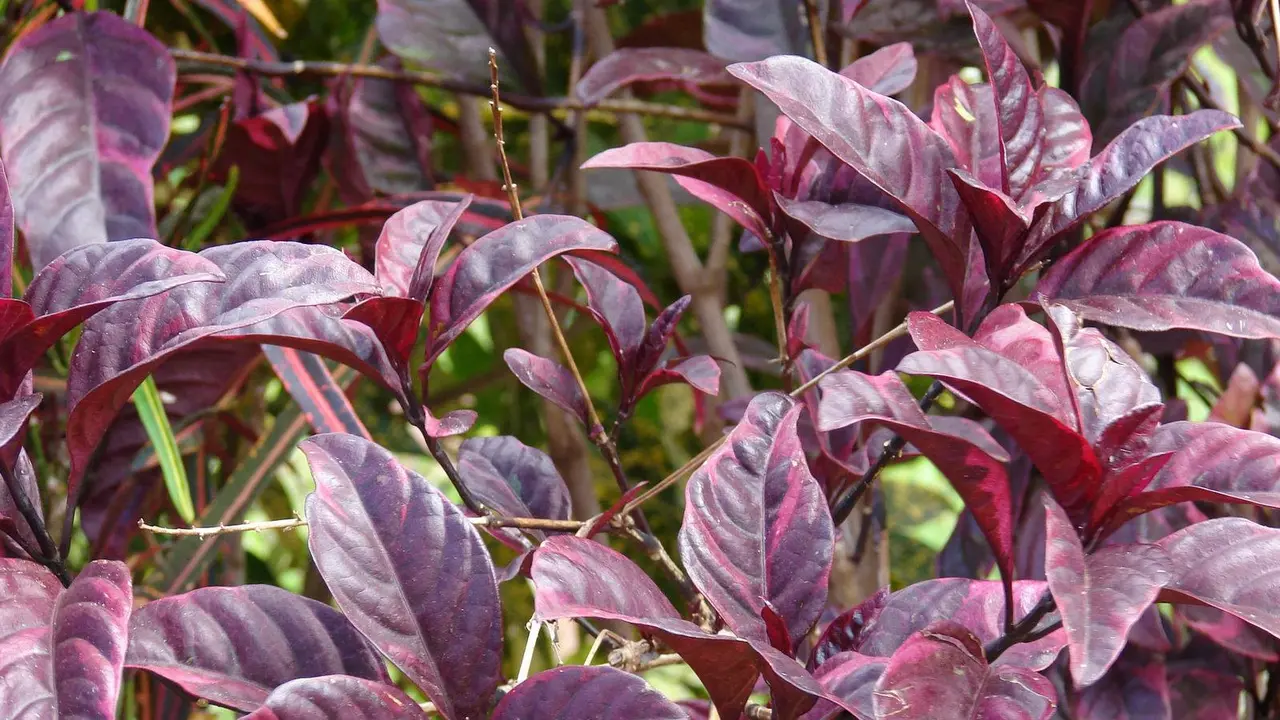 8 Manfaat Daun Ungu untuk Kesehatan, Ketahui Ciri dan Cara Menanamnya ...